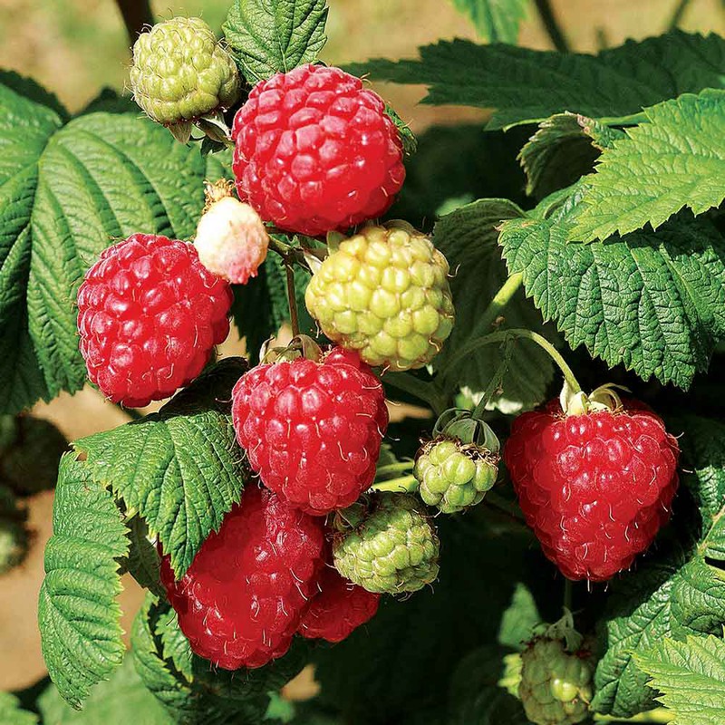 Buy Raspberry Bare Root Plants All Season Collection Online - Green ...