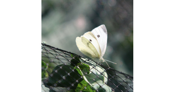 Buy Butterfly Netting Rigid Plastic Mesh Online - Against insects