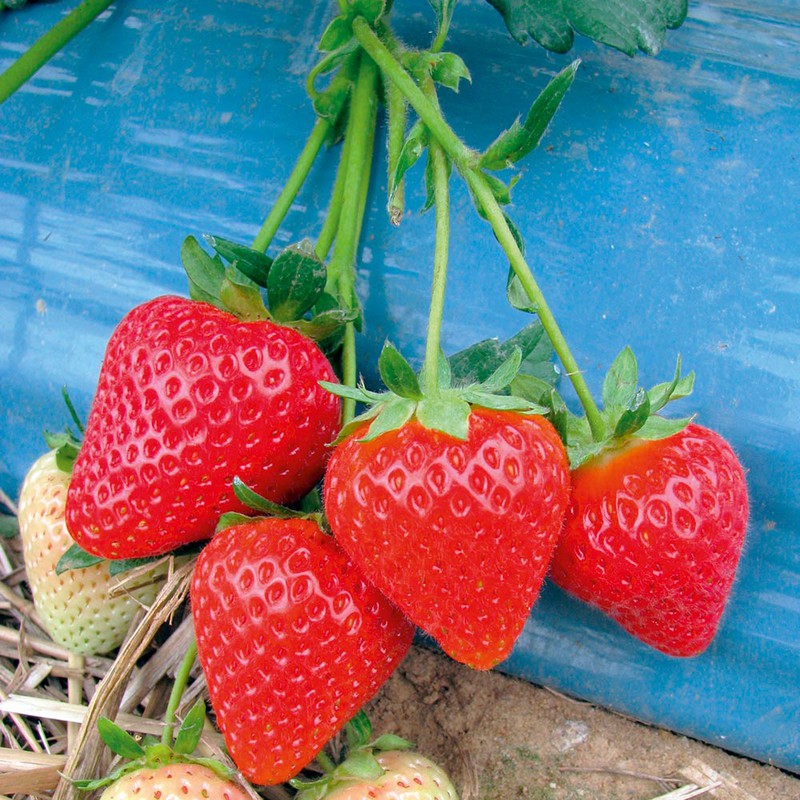 Buy Strawberry Malling Centenary Misted Tip Online - Green plants ...