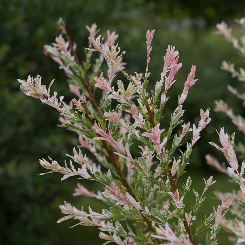 Buy Salix Integra Hakuro Nishiki (Standard) Online - Green plants ...